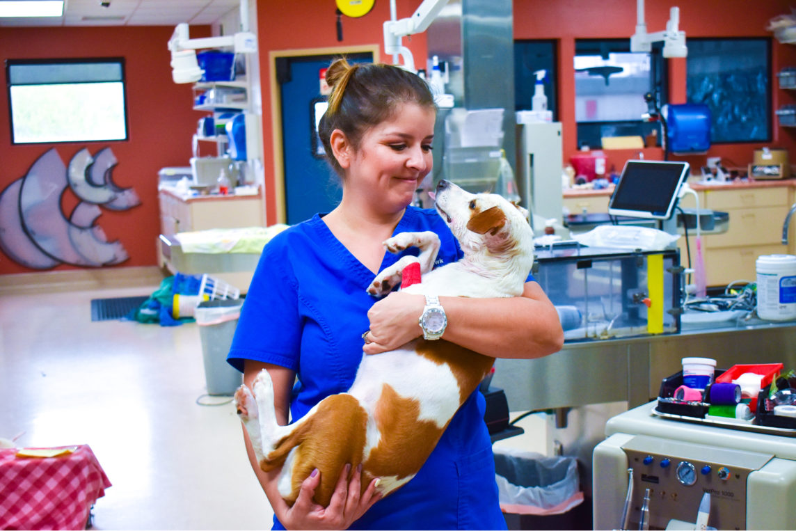 Services | Kitty Hawk Animal Hospital
